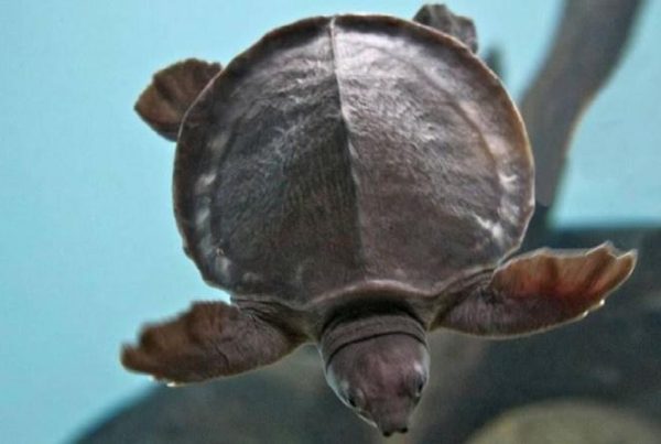 Kura – Kura Moncong Babi di Selatan Papua – Papua Conservation