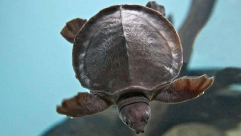 Kura-Kura Moncong Babi, Hewan Endemik Papua yang Banyak Diburu untuk ...