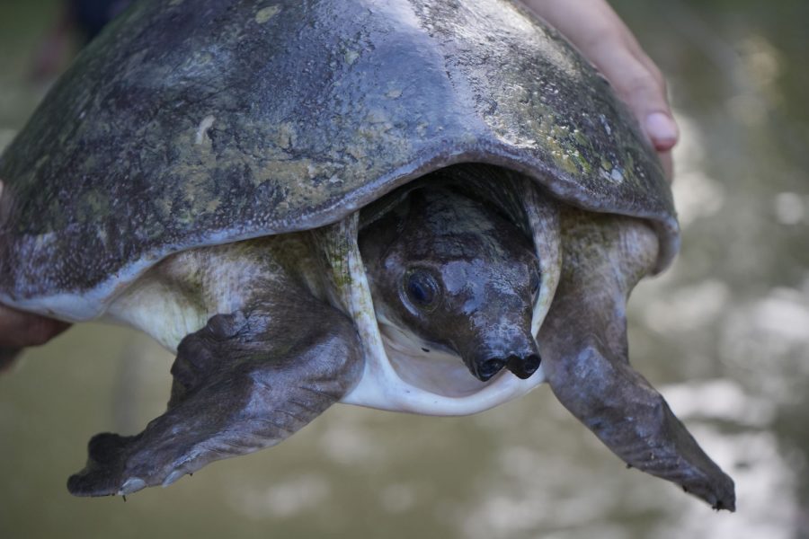 The Pig-Nosed Turtle: Balancing Tradition and Conservation in Papua ...