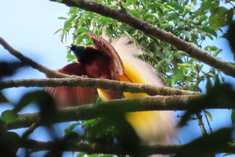 HOME Papua Conservation - Papua Conservation