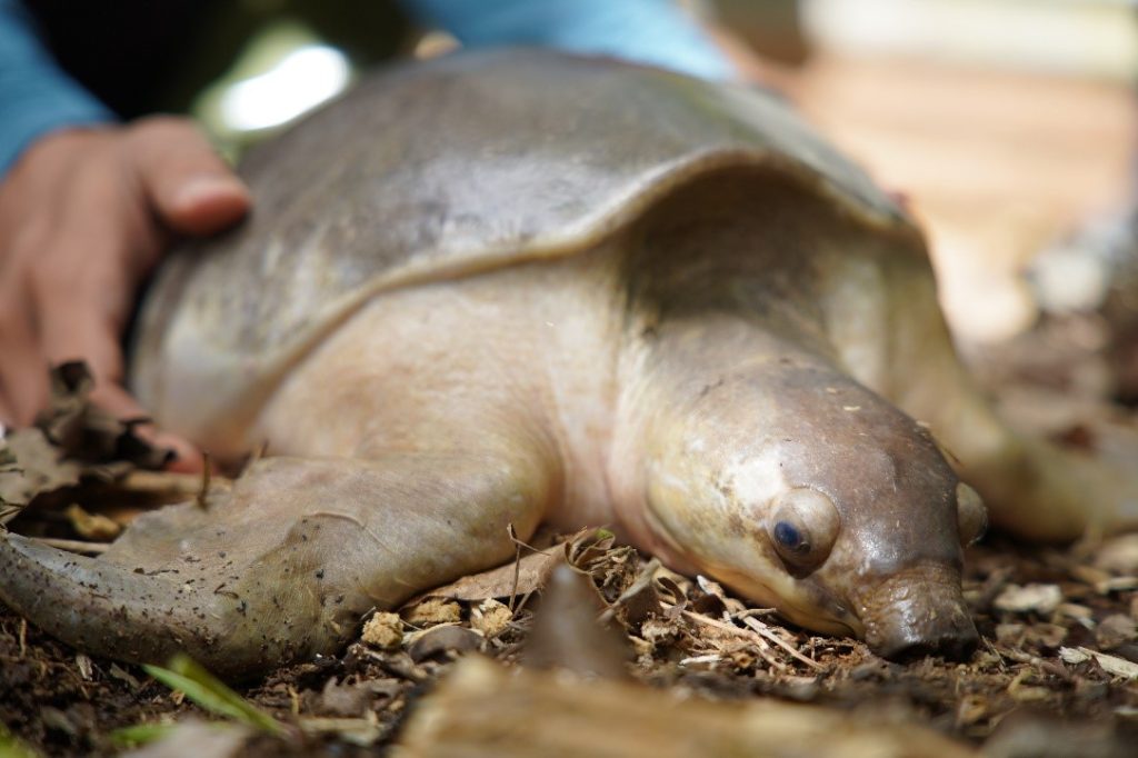 Unique Behavior and Adaptive Strategies of the Pig-Nosed Turtle - Papua ...